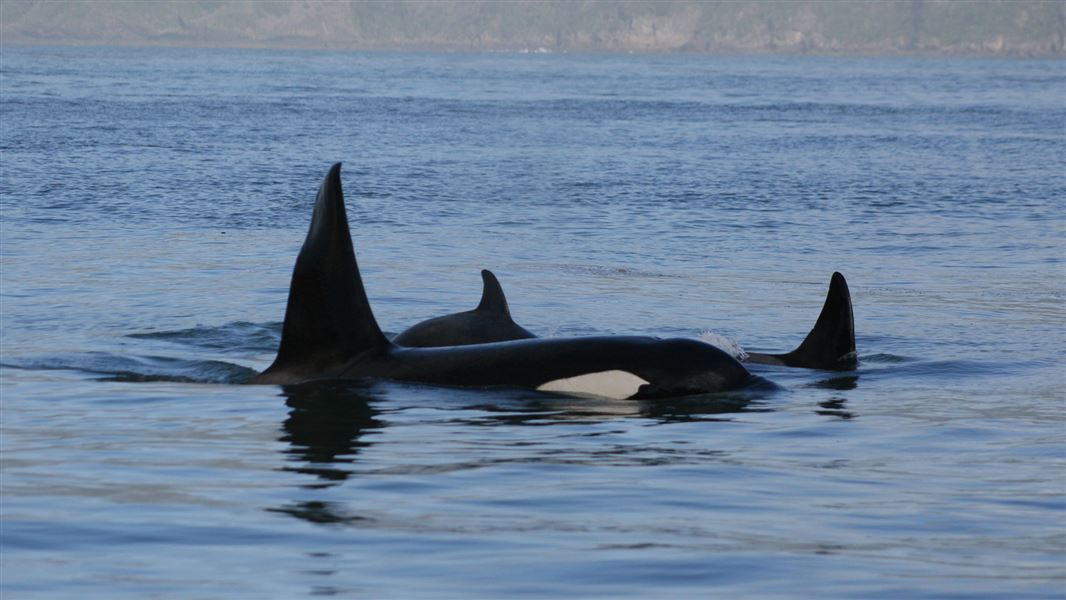 Orca incidents prompt DOC plea - Boating New Zealand