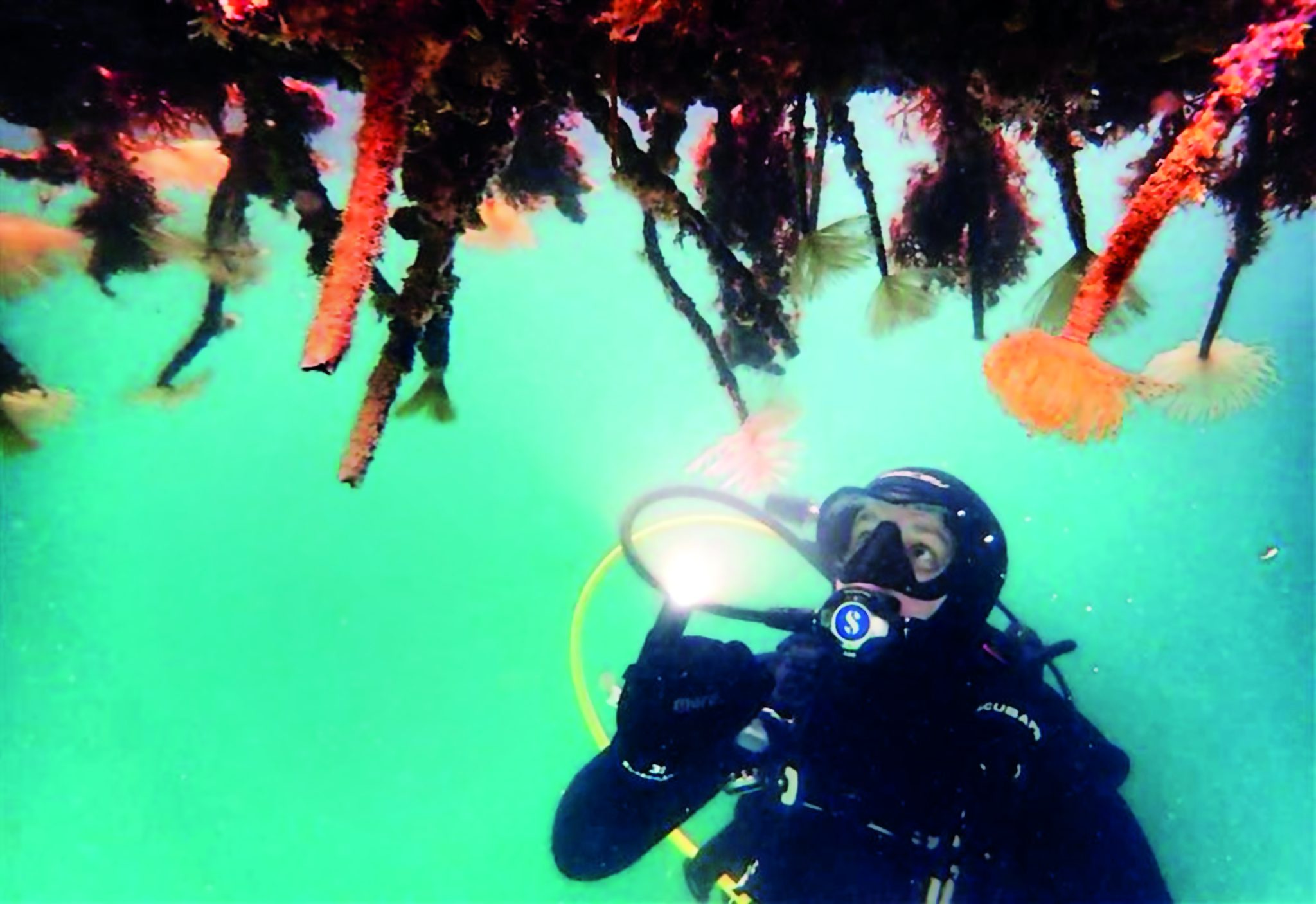 Check for marine pests - Boating New Zealand