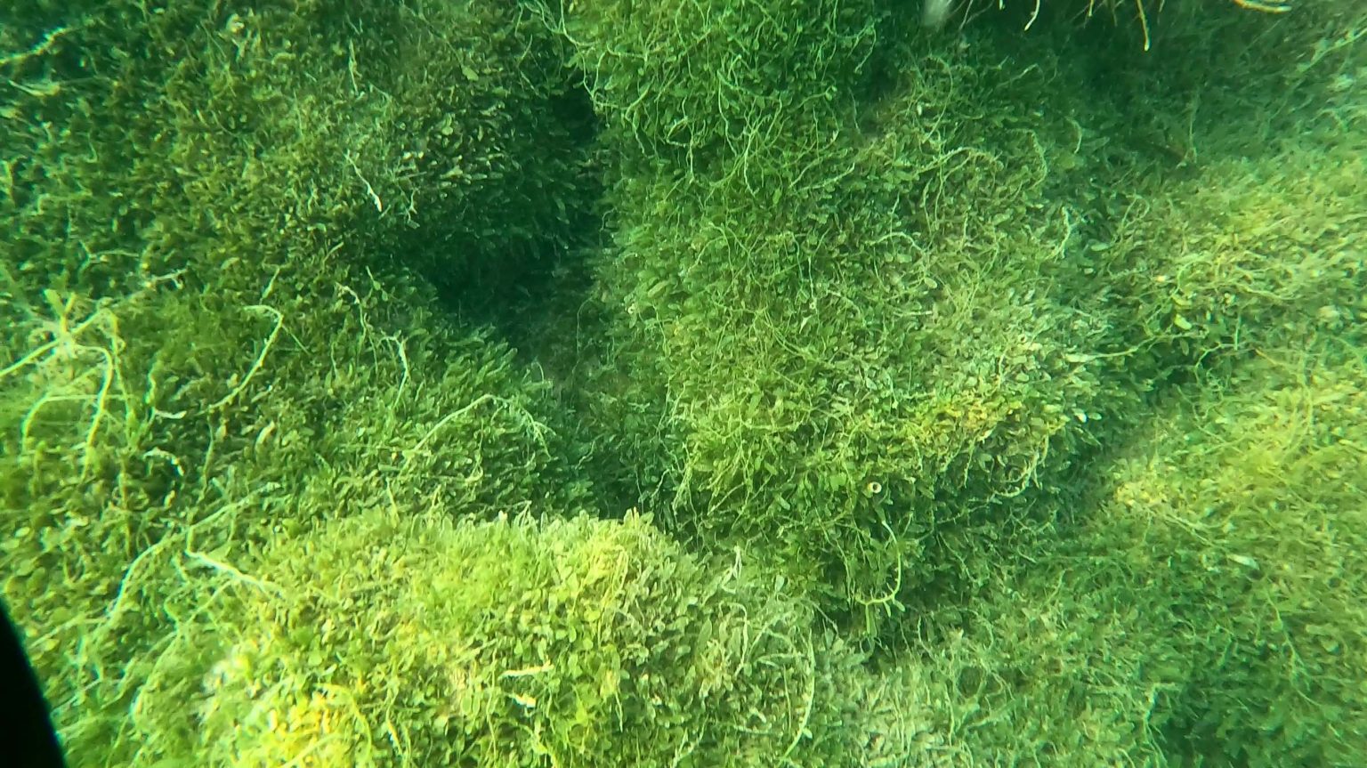 Exotic caulerpa – stop the spread in the Hauraki Gulf - Boating New Zealand