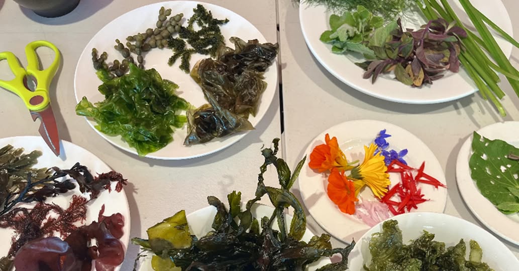 Foraging for seaweed: A coastal Kiwi’s guide to wild flavours - Boating ...