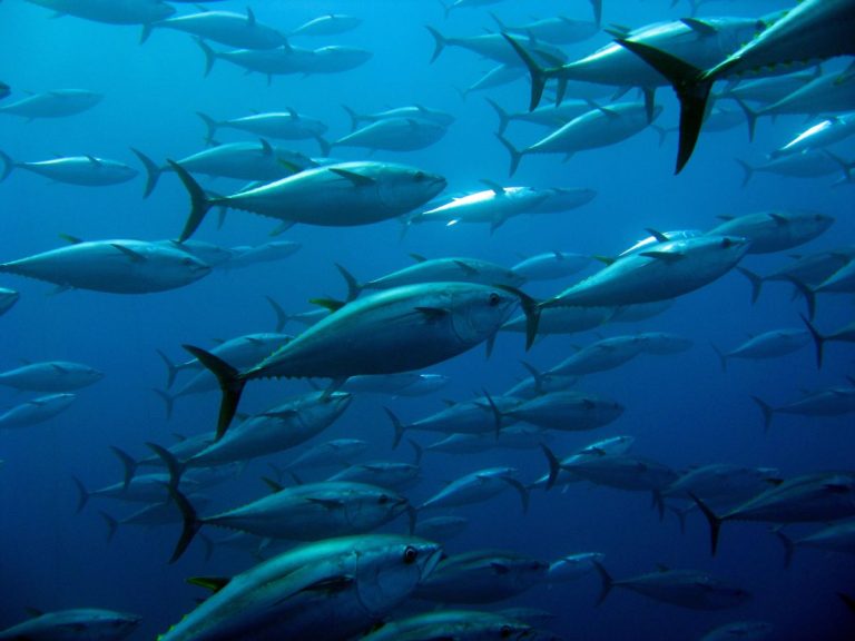 Southern Bluefin Tuna pre-season 2025 seminar series - Boating New Zealand