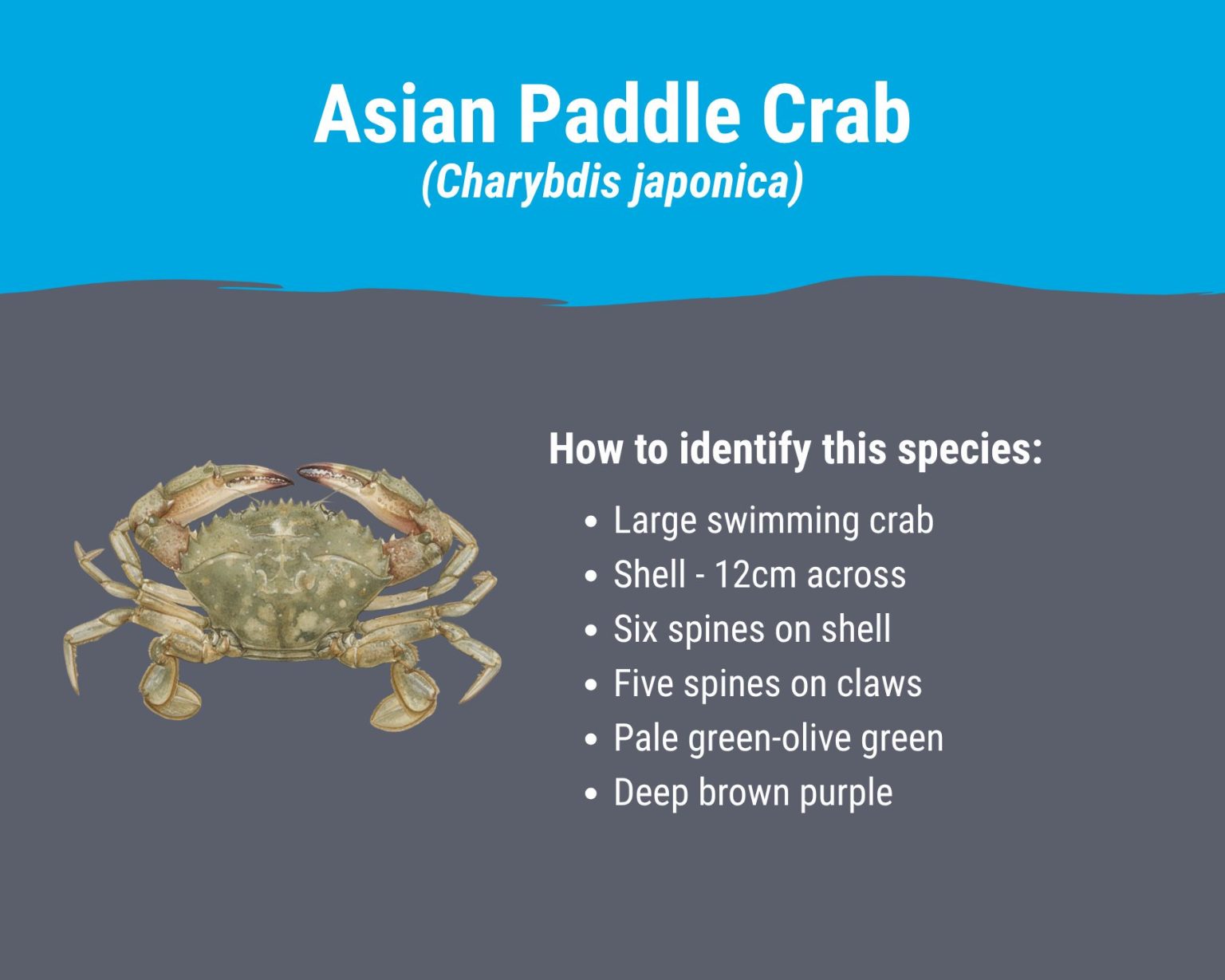 Marine Pest of the Week - Asian Paddle Crab (Charybdis japonica ...