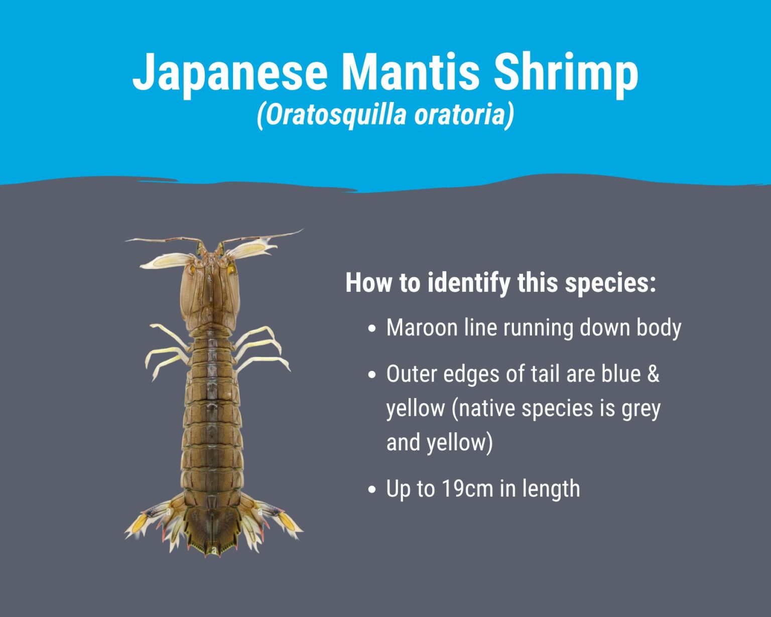 Marine Pest of the Week – Japanese Mantis Shrimp (Oratosquilla oratoria ...