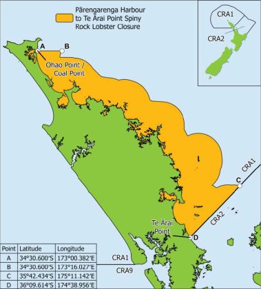 Rock lobster closures confirmed as Government moves to tackle urchin ...