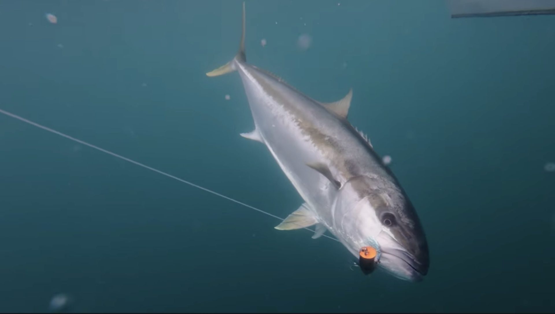 Hunting an XL kingfish off Cape Colville - Boating New Zealand