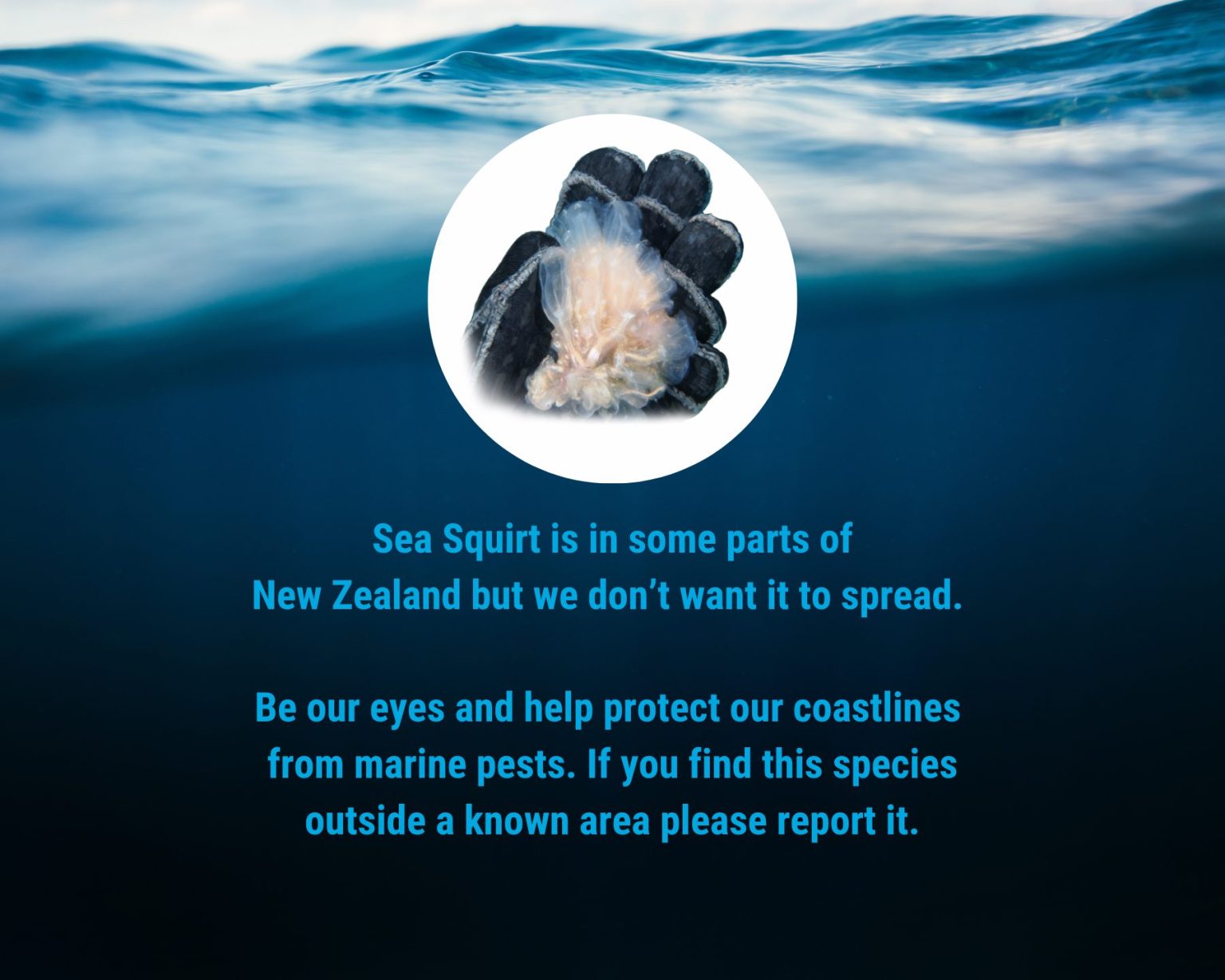 Marine Pest of the Week: Sea Squirt (Clavelina) - Boating New Zealand