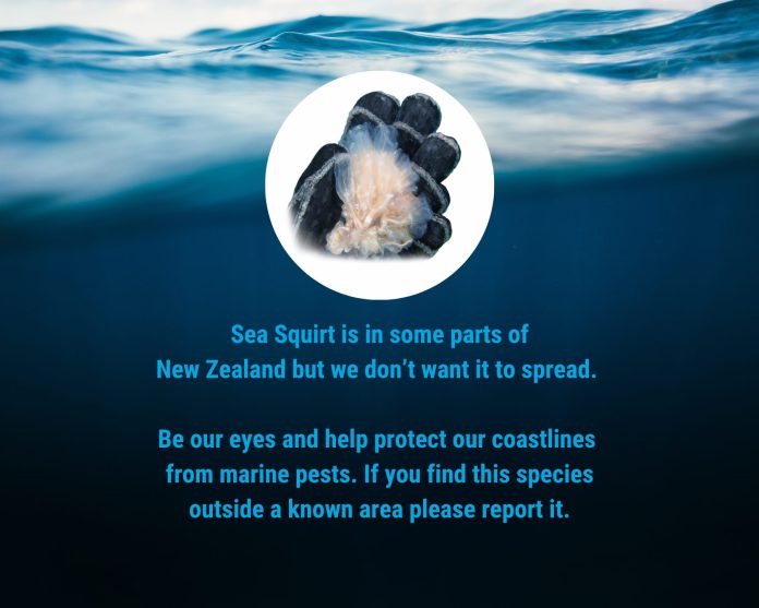 Marine Pest of the Week: Sea Squirt (Clavelina) - Boating New Zealand