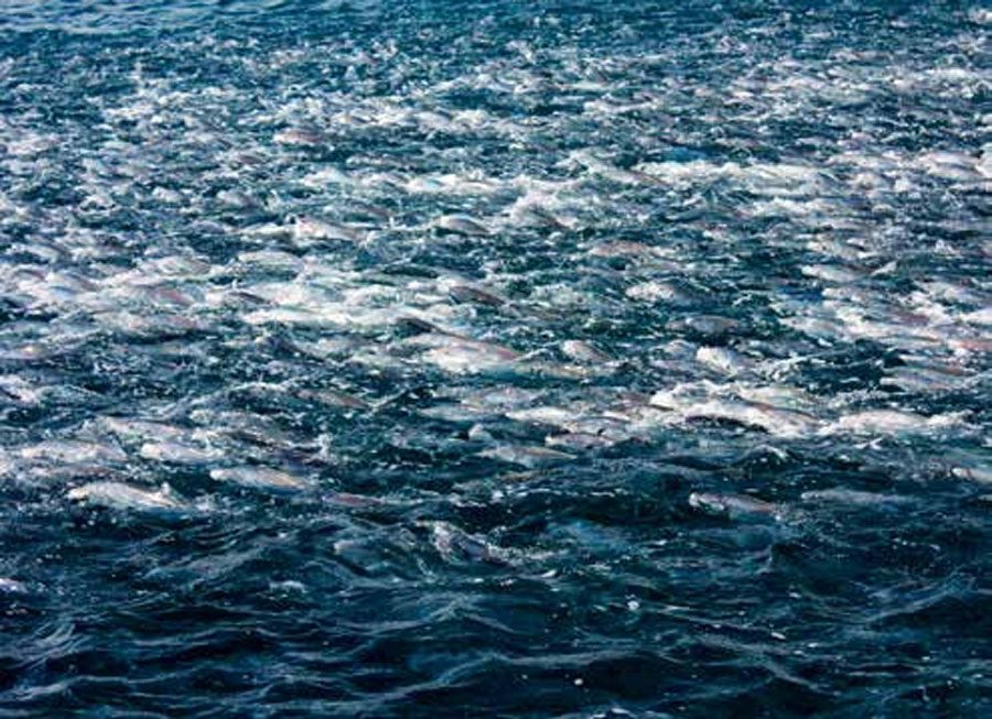 Find those fish (Part 4): Work-ups – a wild gannet chase! - Boating New ...
