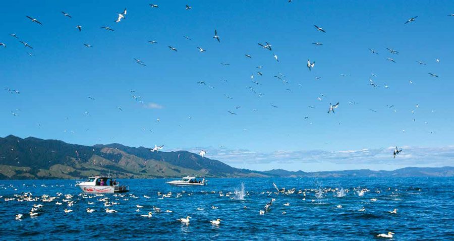 Find those fish (Part 4): Work-ups – a wild gannet chase! - Boating New ...