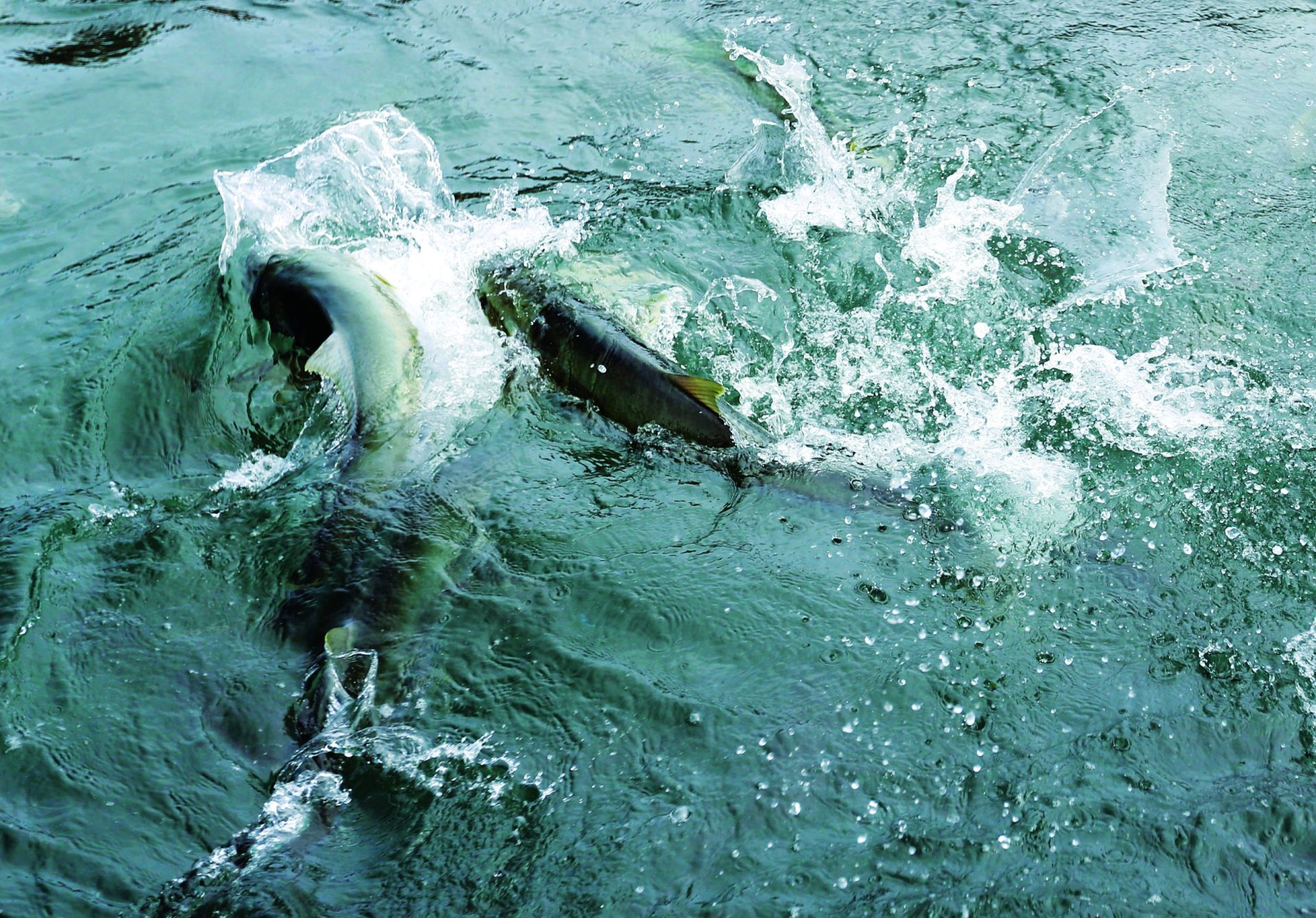 Two Northland fishers fined for breaching marine protection rules ...