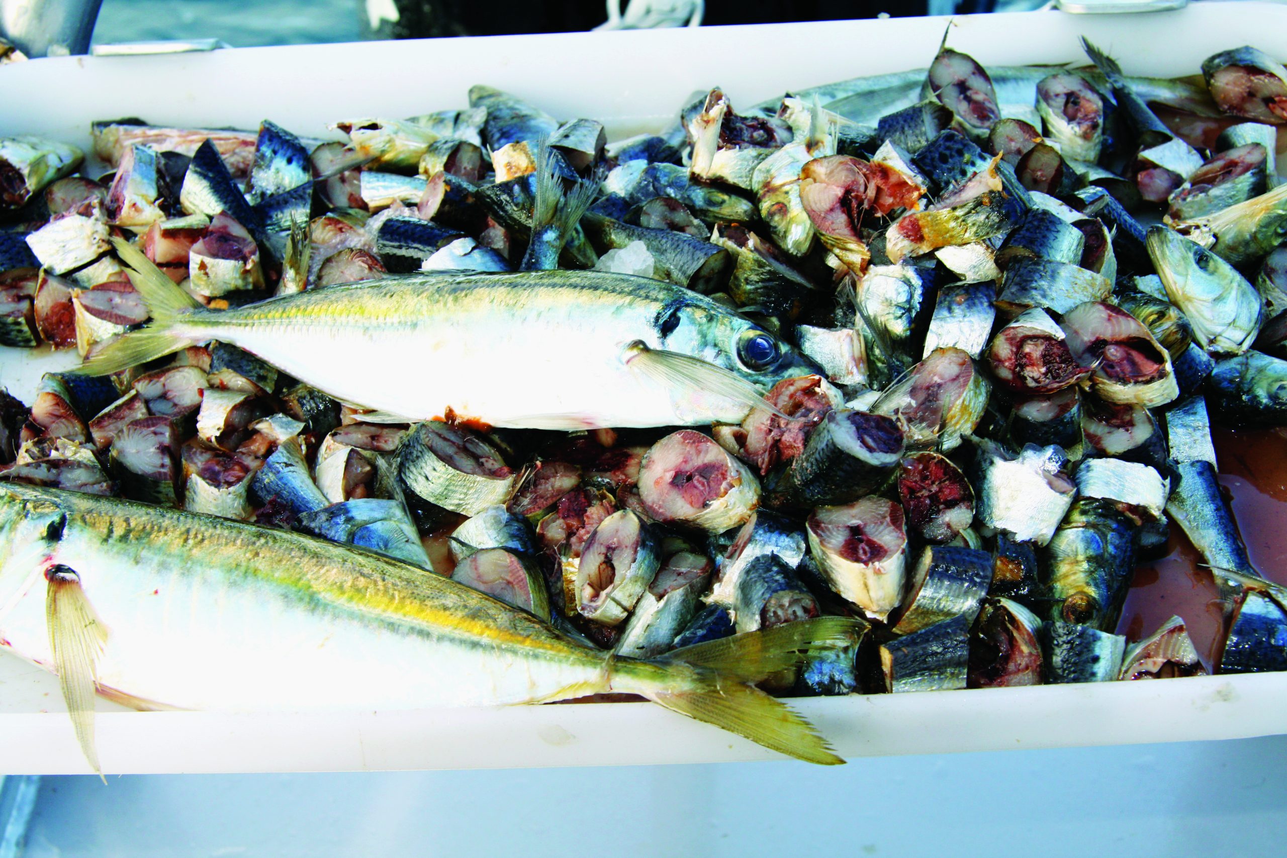 Two Northland fishers fined for breaching marine protection rules ...